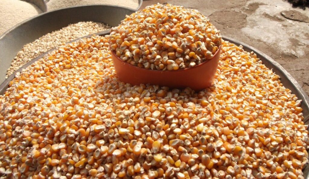 Corn Varieties: A Supplier’s Comprehensive Guide to Different Types of ...